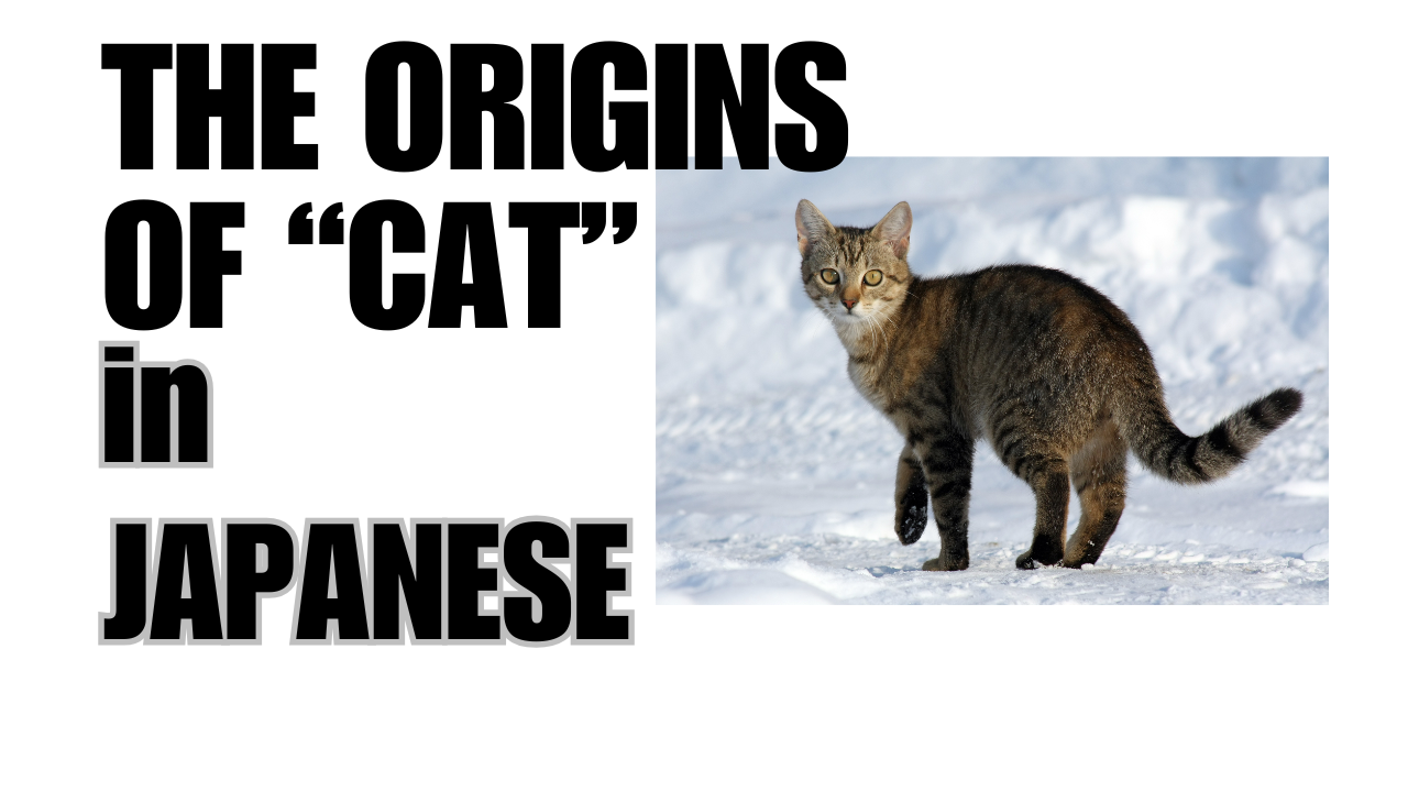 The ORIGINS of "NEKO!" Digging into the ETYMOLOGY of the Japanese Word ...